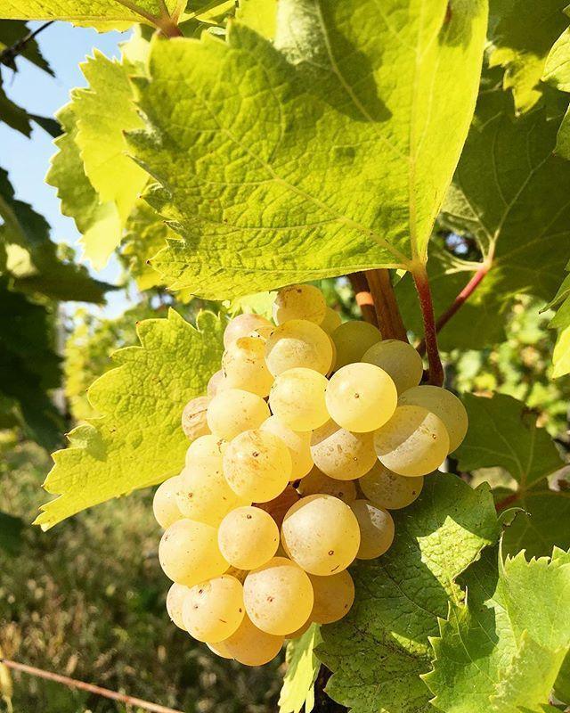 It’s the month of Furmint! - Furmint February - White Wine – Best of ...
